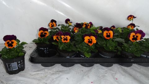 Viola x wittrockiana DELTA F1 FIRE SURPRISE — Plant Wholesale FlorAccess