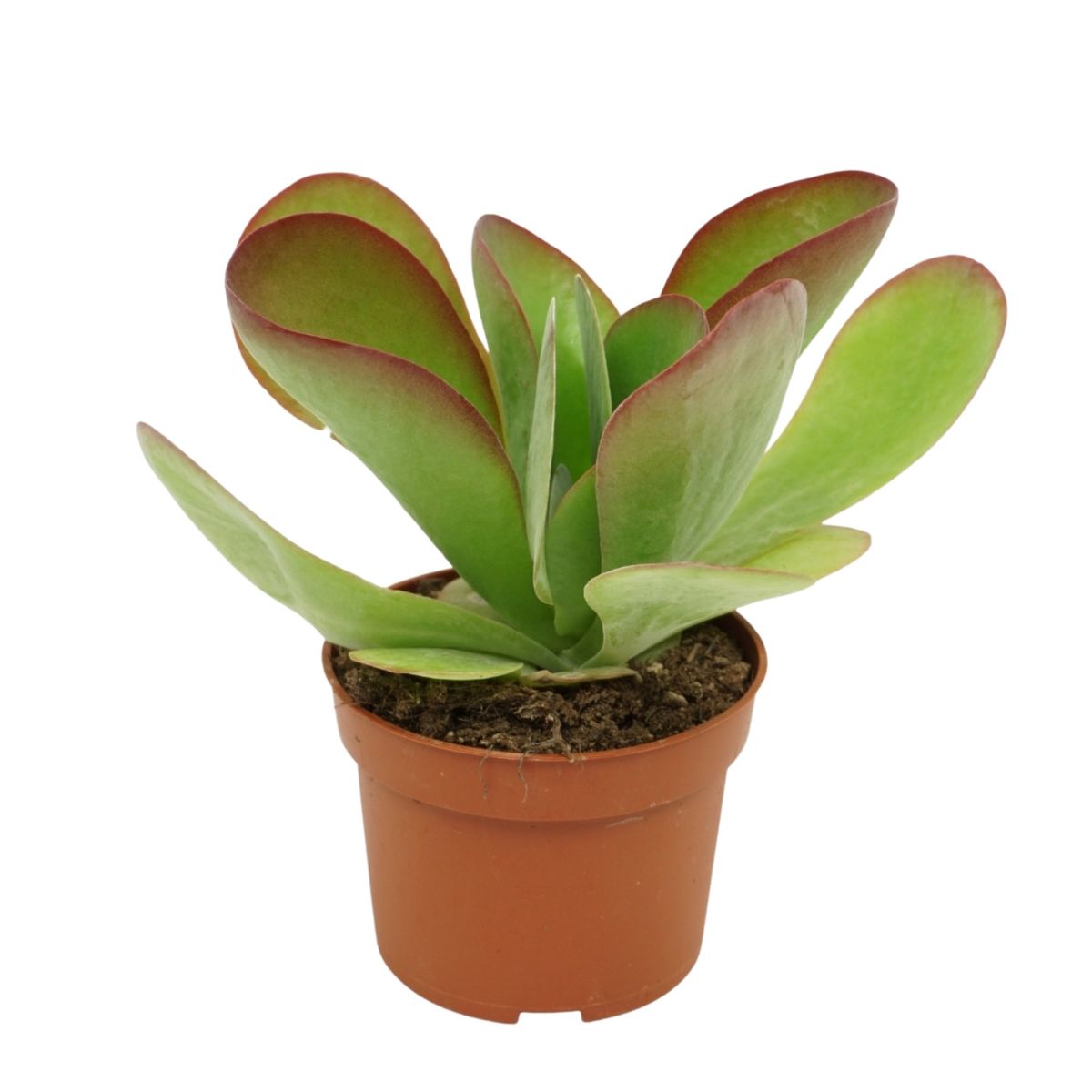 Kalanchoe thyrsiflora RED LIPS — Plant Wholesale FlorAccess