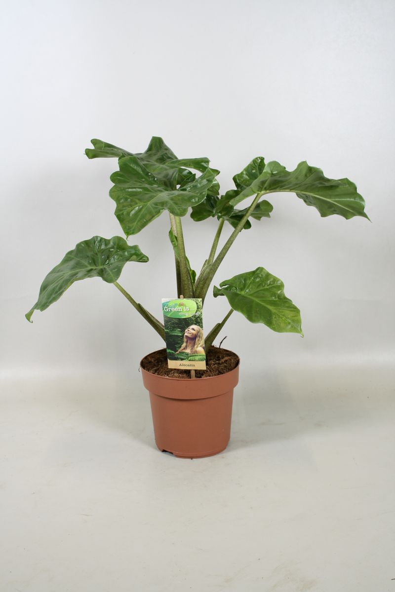 Alocasia 'Low Rider' — Plant Wholesale FlorAccess