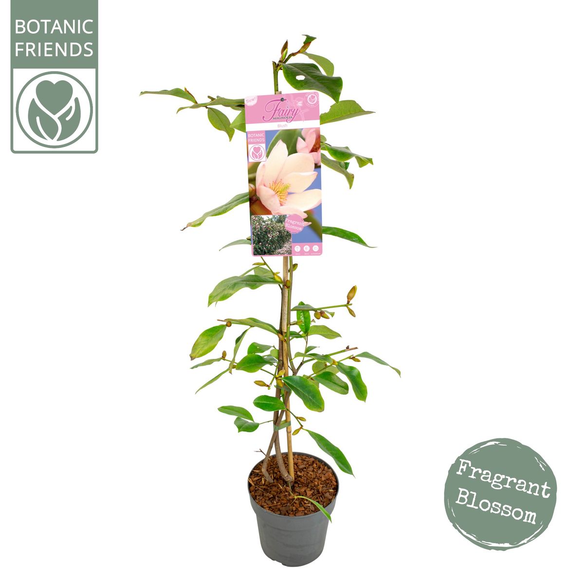Magnolia FAIRY MAGNOLIA BLUSH — Plant Wholesale FlorAccess
