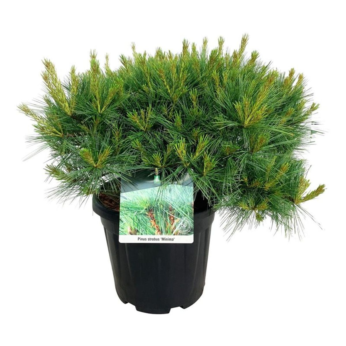 Pinus strobus 'Minima' — Рослини оптом FlorAccess