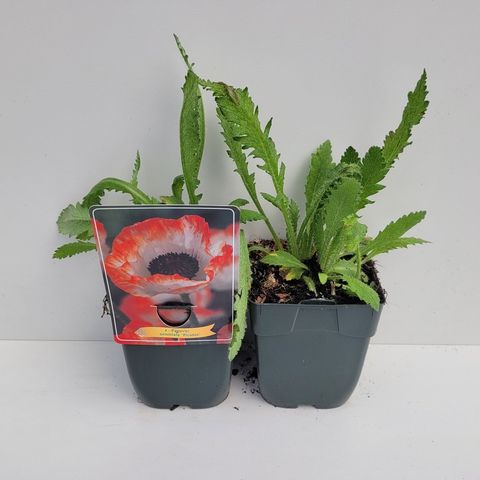 Papaver orientale 'Picotee' — Plant Wholesale FlorAccess