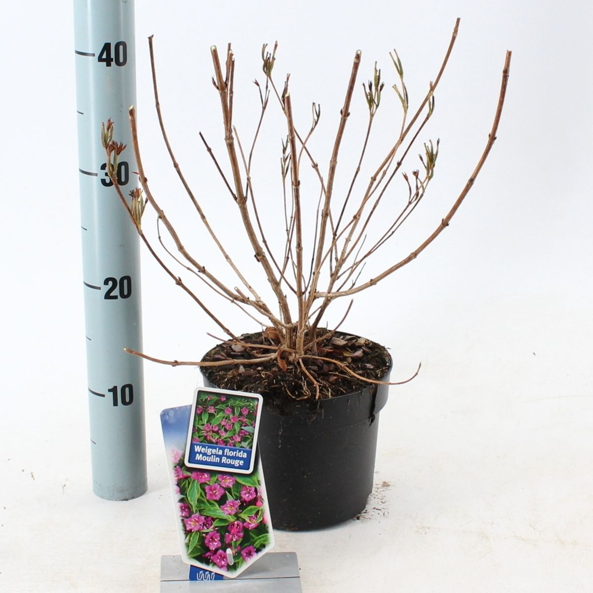 Weigela florida FRENCH LACE / MOULIN ROUGE — Plant Wholesale FlorAccess