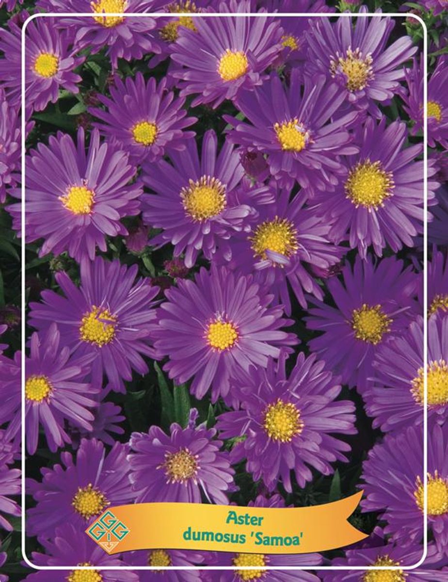 Aster SAMOA — Plant Wholesale FlorAccess