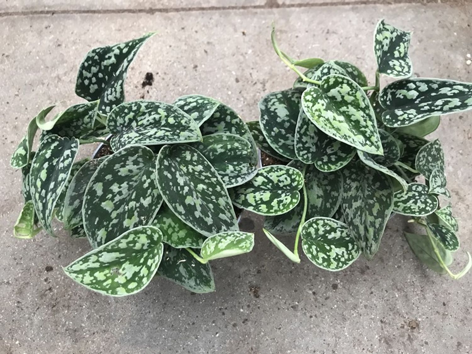 Scindapsus 'Tricolor Silver' — Plant Wholesale FlorAccess