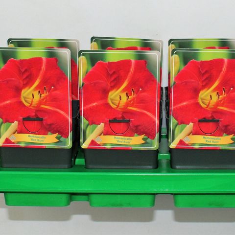 Hemerocallis 'Red Rum' — Plant Wholesale FlorAccess