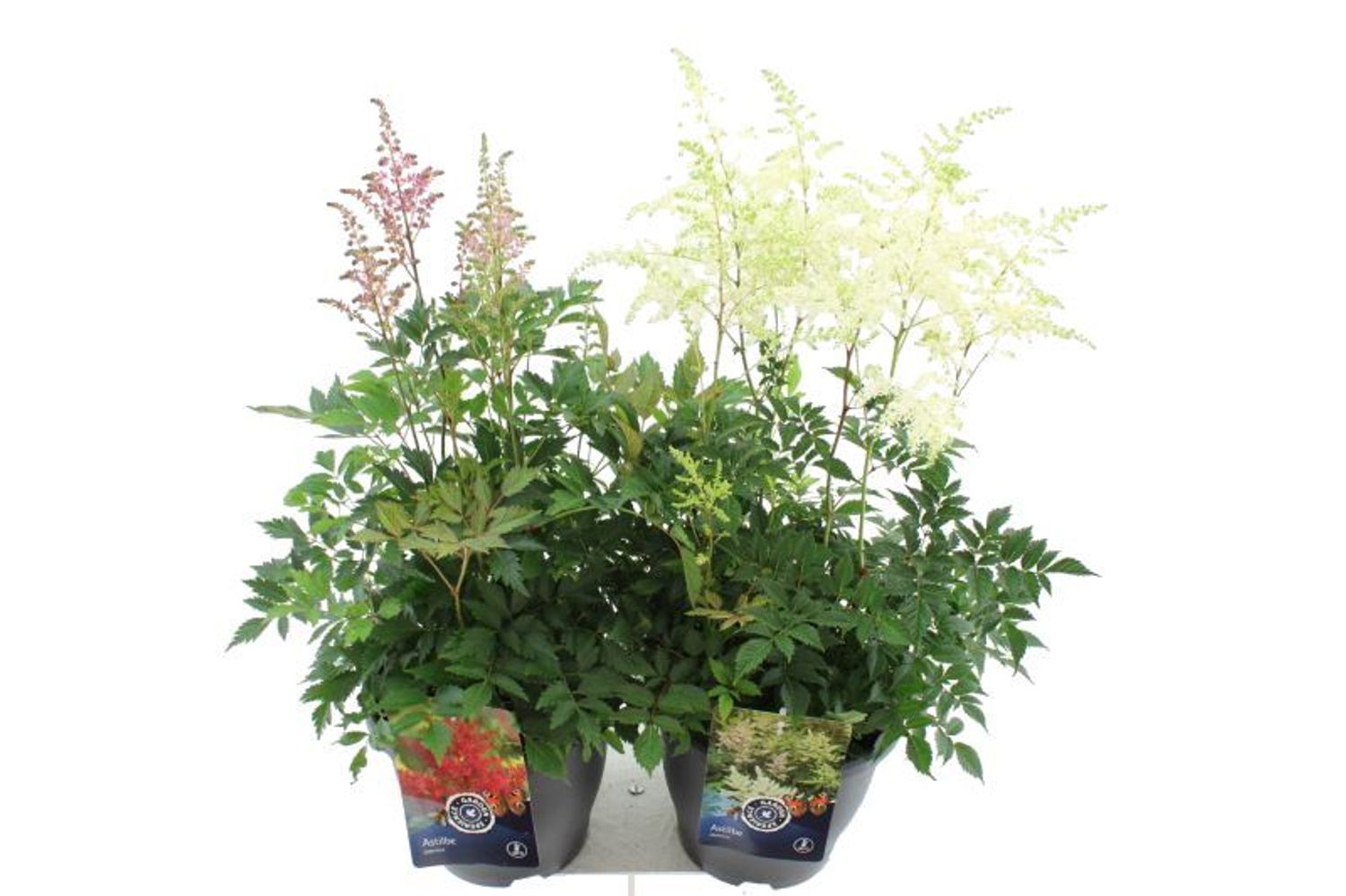 Astilbe MIX — Plant Wholesale FlorAccess
