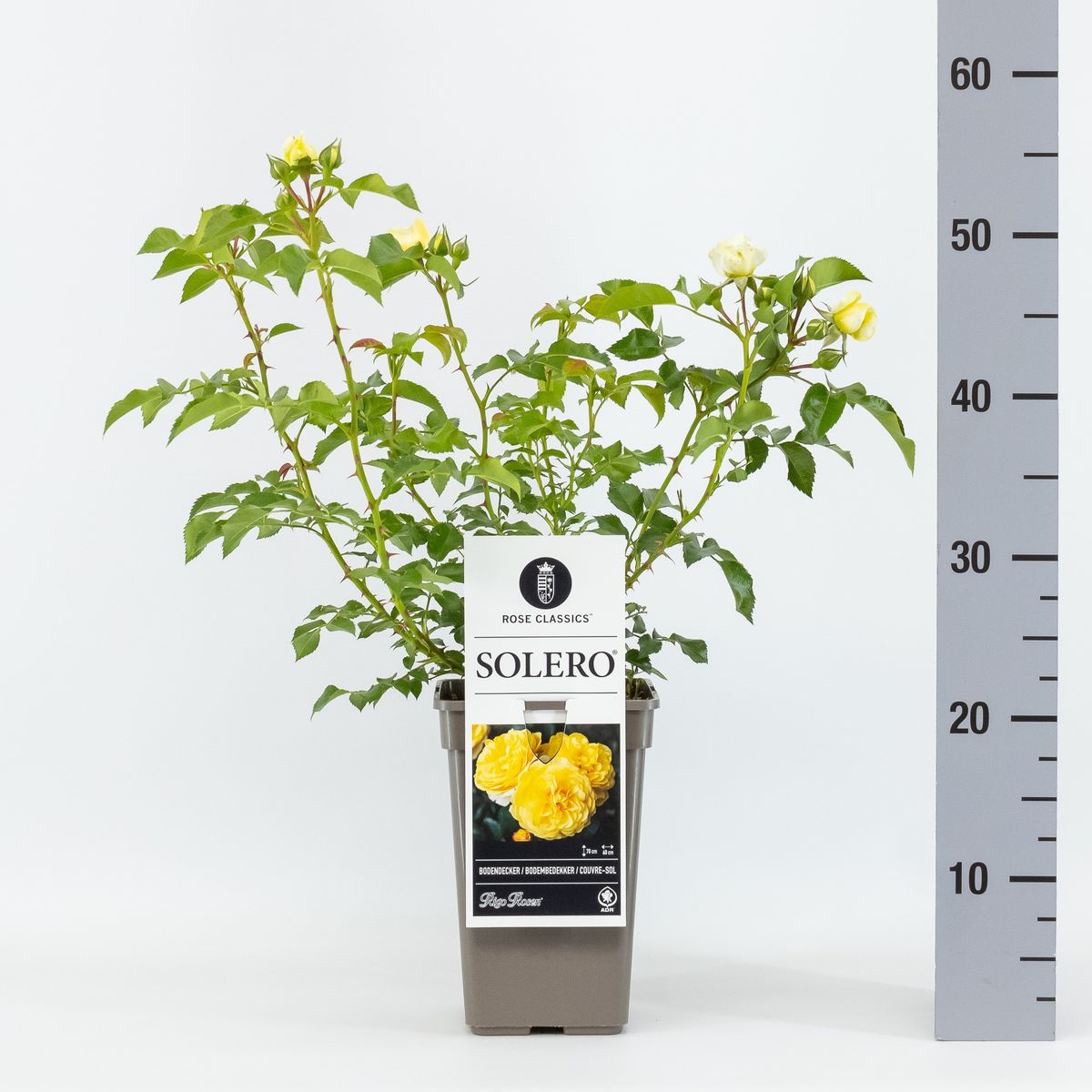 Rosa SOLERO — Plant Wholesale FlorAccess