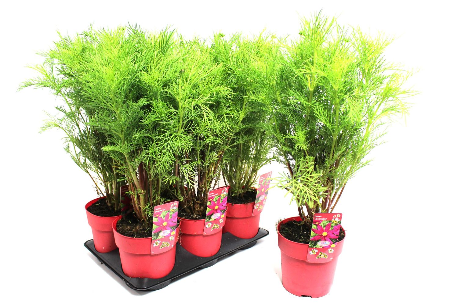 Cosmos bipinnatus 'Casanova Red' — Plant Wholesale FlorAccess