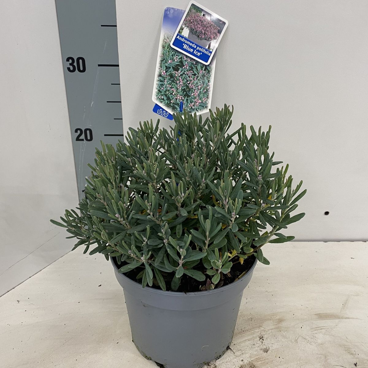 Andromeda polifolia 'Blue Ice' — Plant Wholesale FlorAccess
