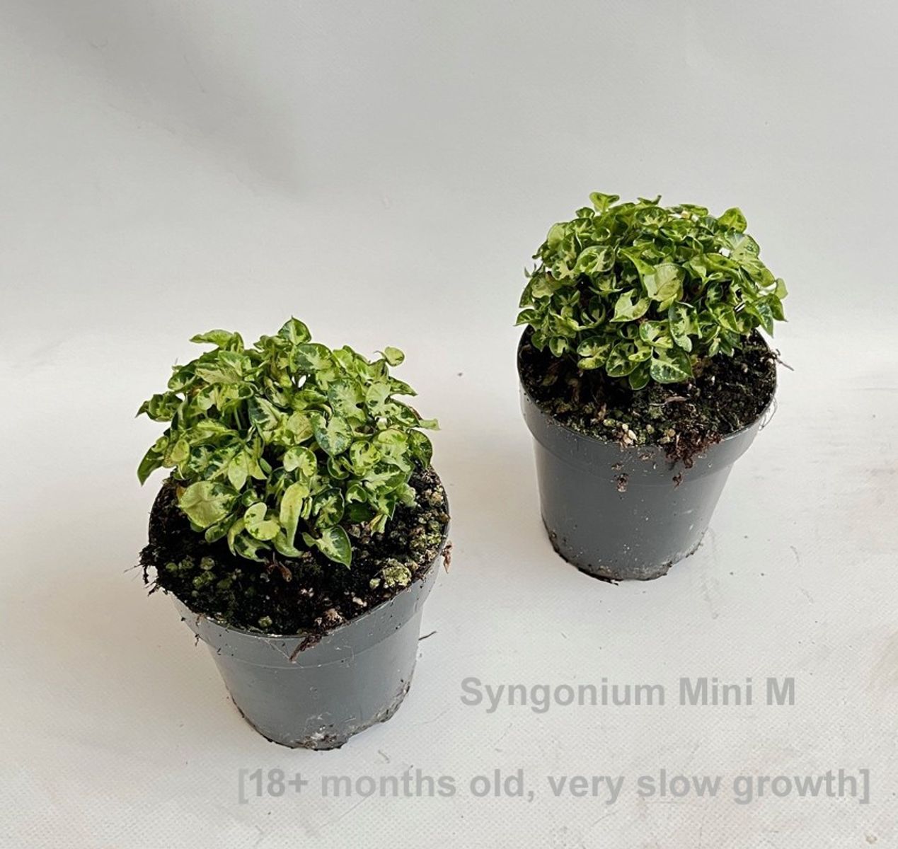 Syngonium 'Mini M' — Plant Wholesale FlorAccess