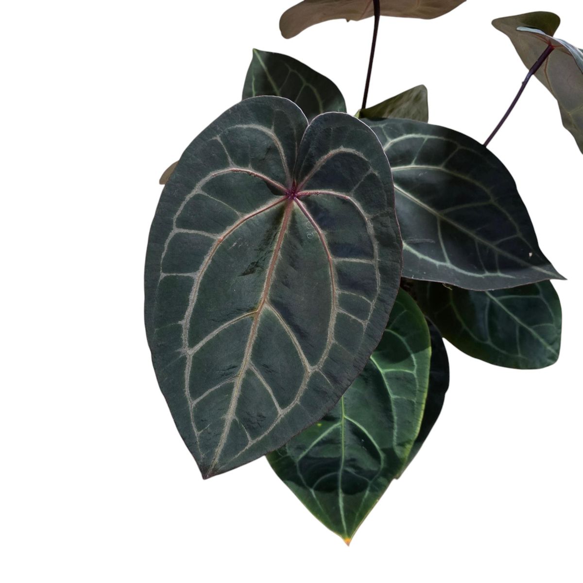 Anthurium DocBlock Purple Rain® '27' X Michelle® '1' — Plant Wholesale ...