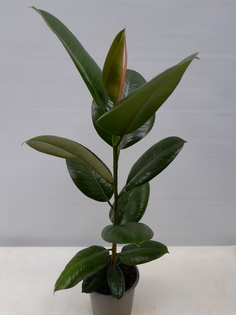 Ficus elastica 'Robusta' — Plant Wholesale FlorAccess