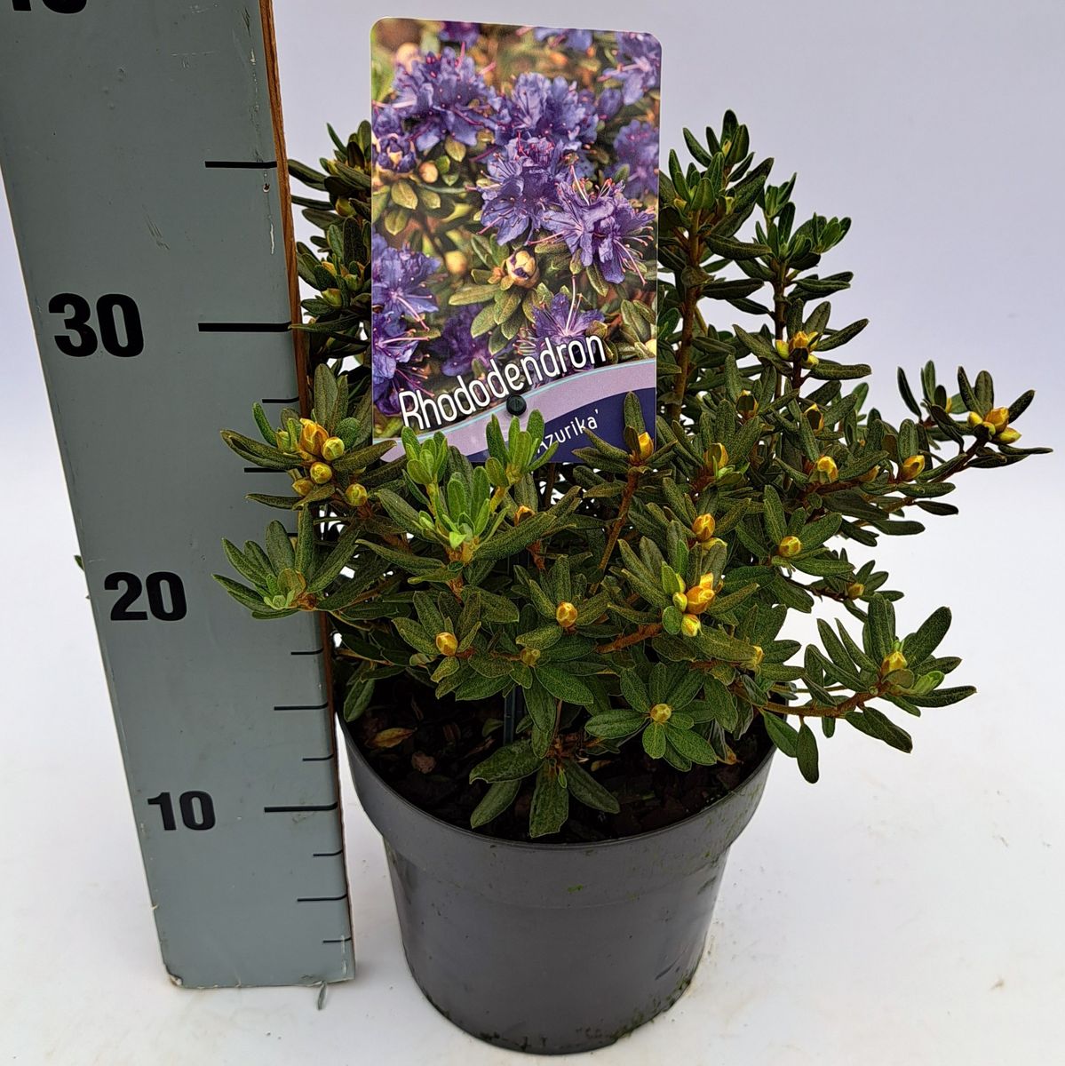 Rhododendron 'Azurika' — Plant Wholesale FlorAccess