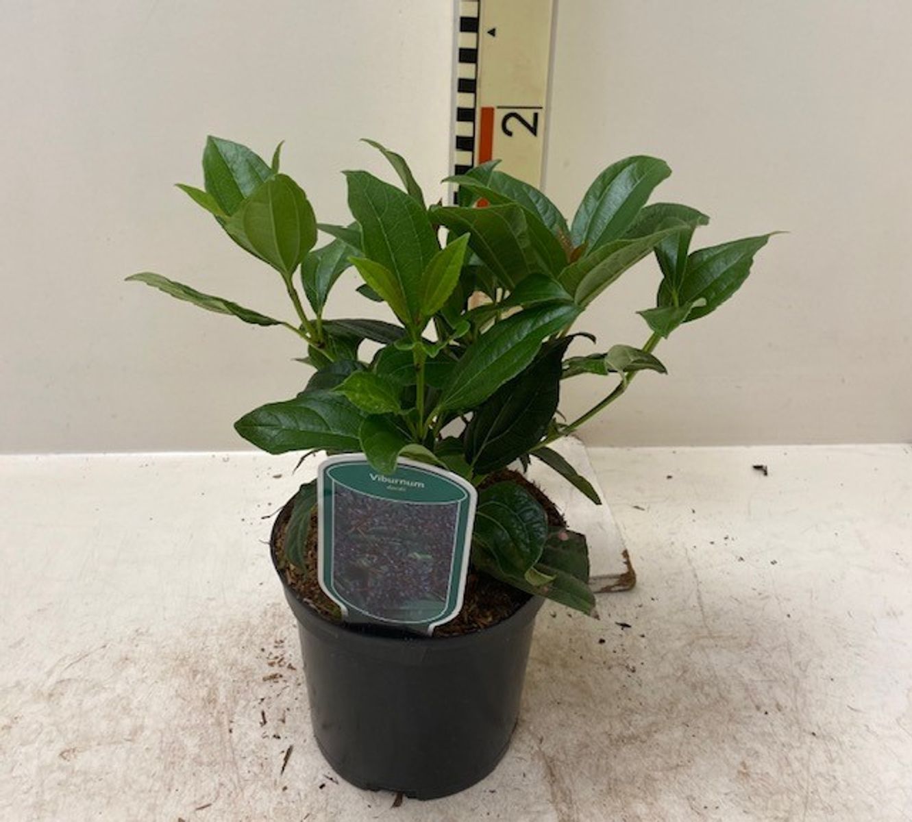 Viburnum davidii — Plant Wholesale FlorAccess