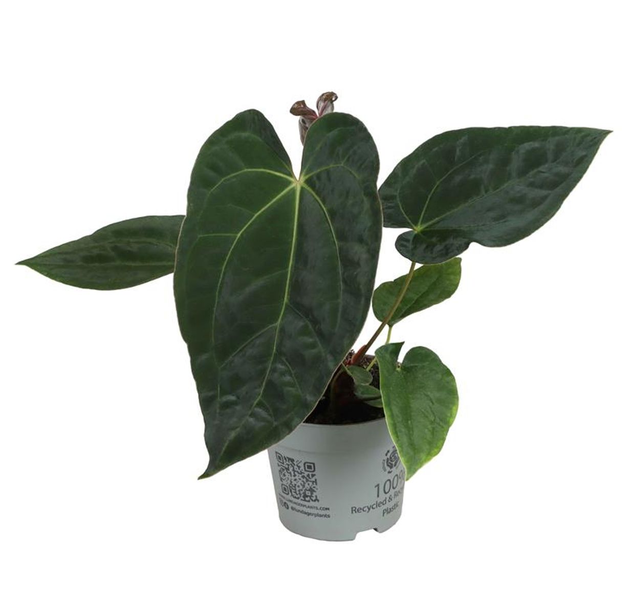 Anthurium 'Dark Phoenix' — Vendita all'ingrosso piante FlorAccess