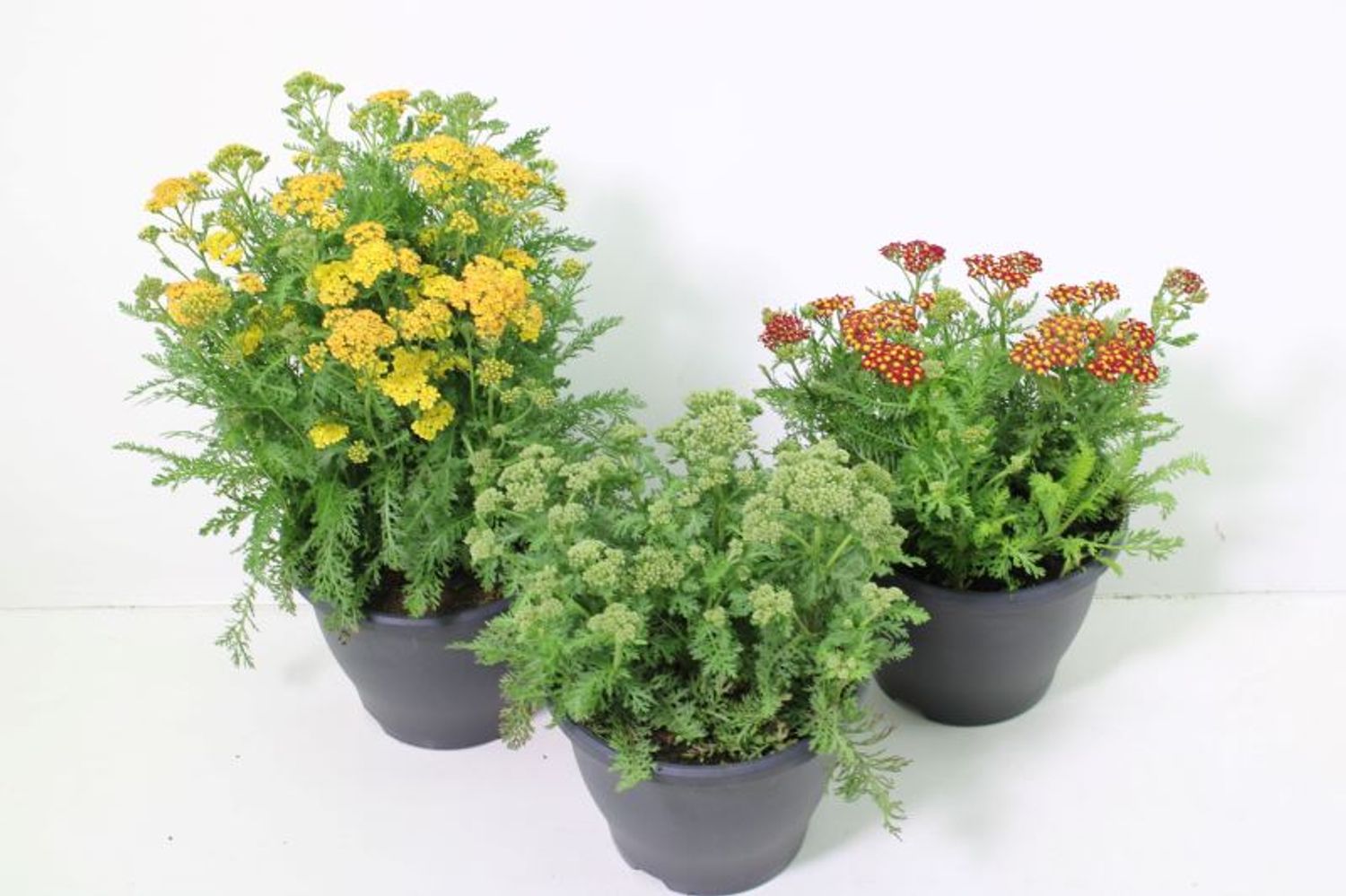 Achillea millefolium MIX — Plant Wholesale FlorAccess