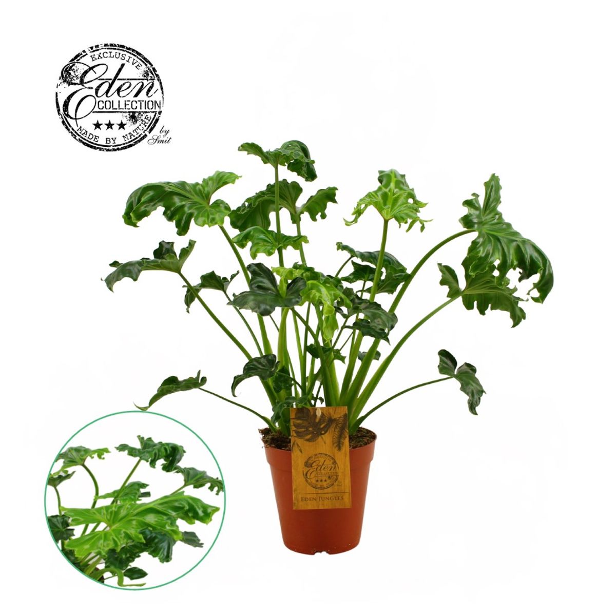 Philodendron 'Atlantis' — Plant Wholesale FlorAccess