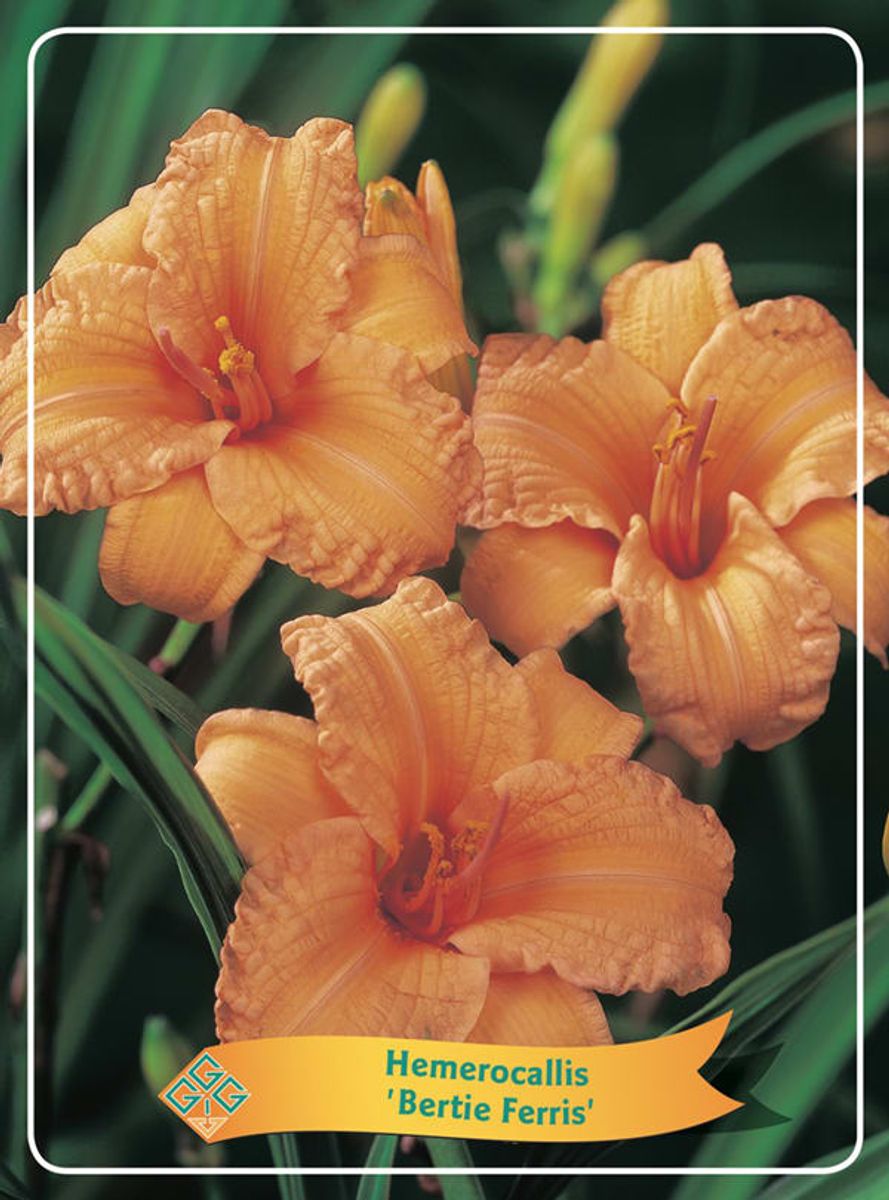 Hemerocallis 'Bertie Ferris' — Plant Wholesale FlorAccess