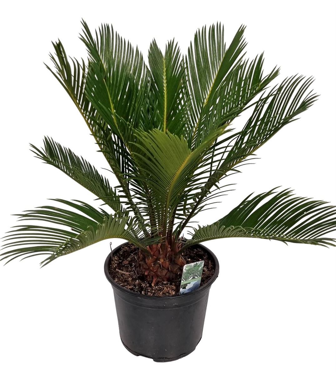 Cycas revoluta — Toptan Bitki Satışı FlorAccess