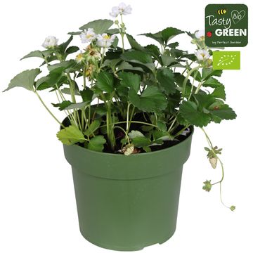 Fragaria x ananassa 'Delizzimo' — Plant Wholesale FlorAccess