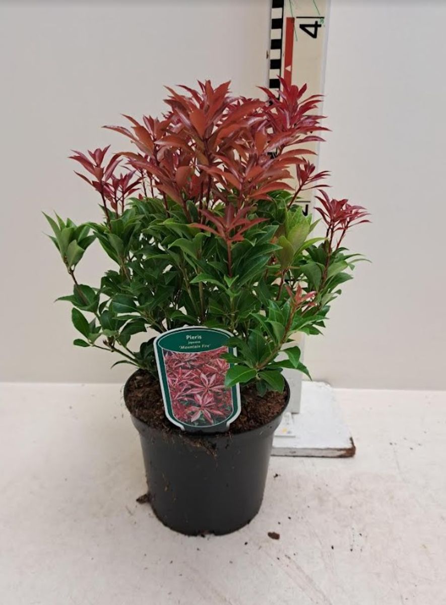 Pieris japonica 'Mountain Fire' — Plant Wholesale FlorAccess