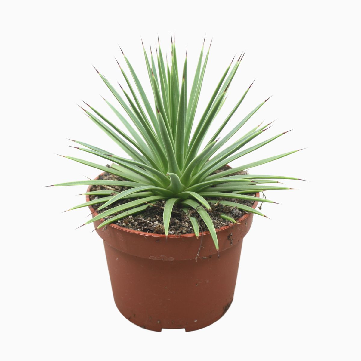 Agave stricta 'Nana' — Plant Wholesale FlorAccess