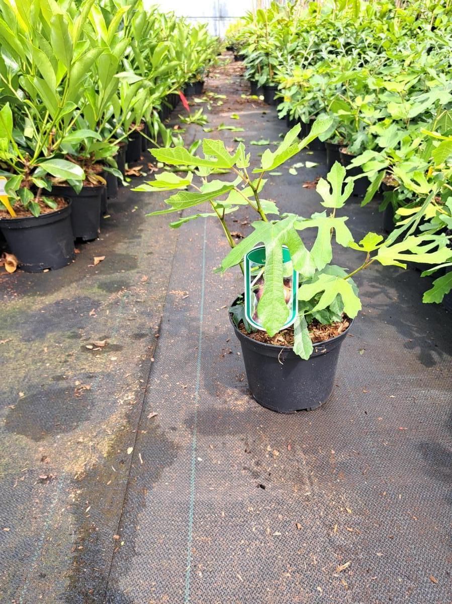 Ficus carica LITTLE MISS FIGGY — Plant Wholesale FlorAccess