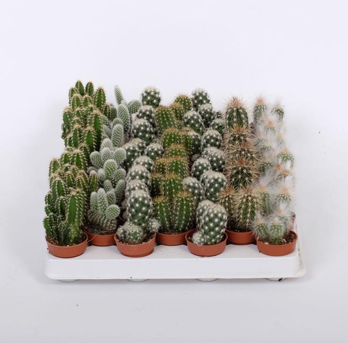Cactus MIX — Plant Wholesale FlorAccess