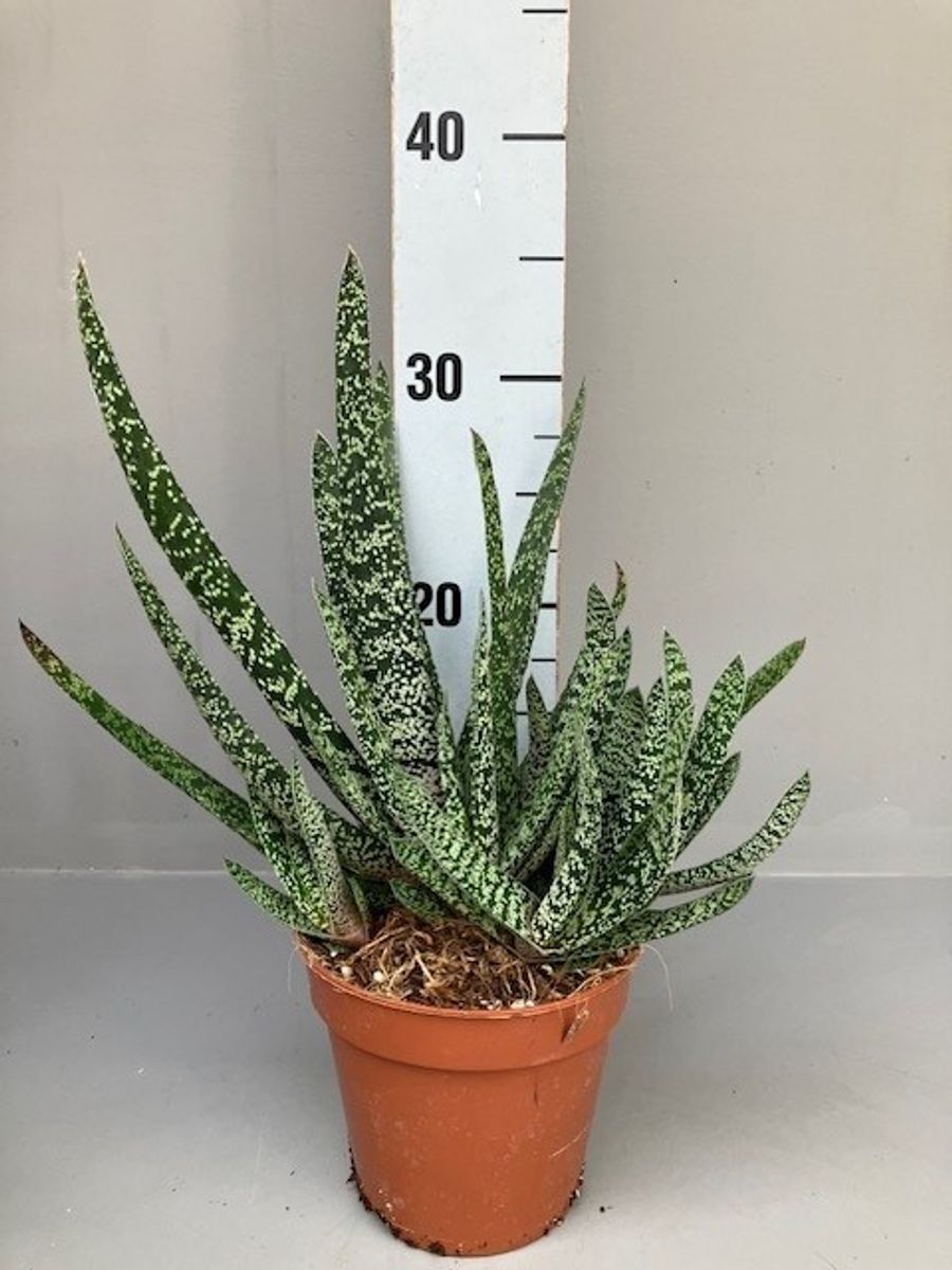 Gasteria carinata verrucosa — Plant Wholesale FlorAccess
