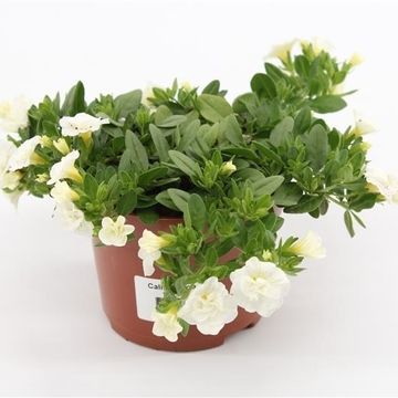 Calibrachoa MINIFAMOUS DOUBLE WHITE — Plant Wholesale FlorAccess