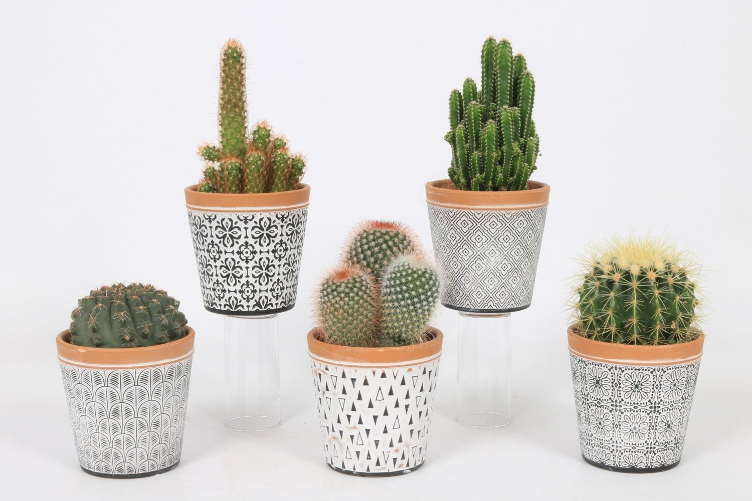 Cactus MIX — Plant Wholesale FlorAccess