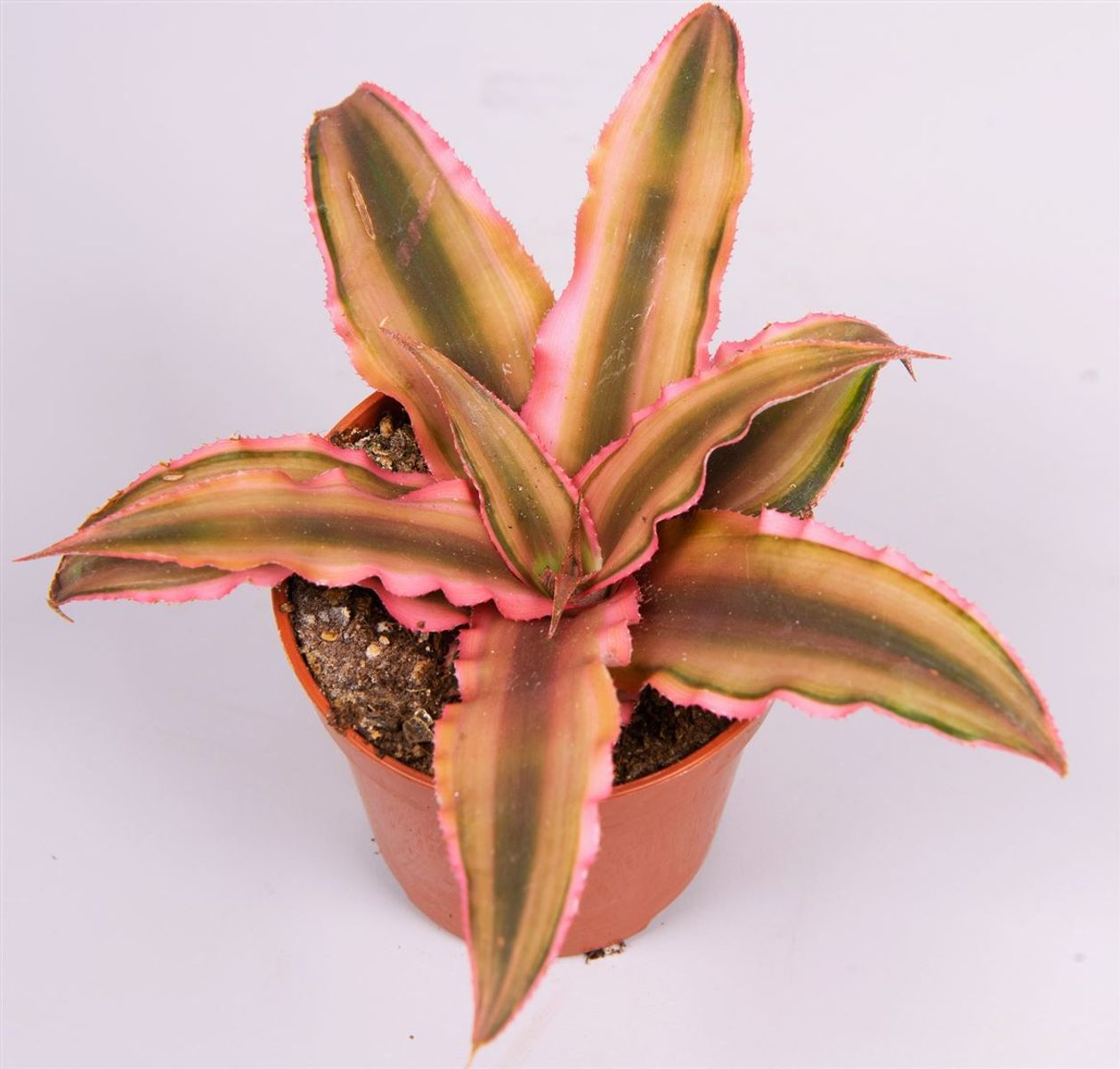 Cryptanthus bivittatus 'Pink Starlite' — Plant Wholesale FlorAccess