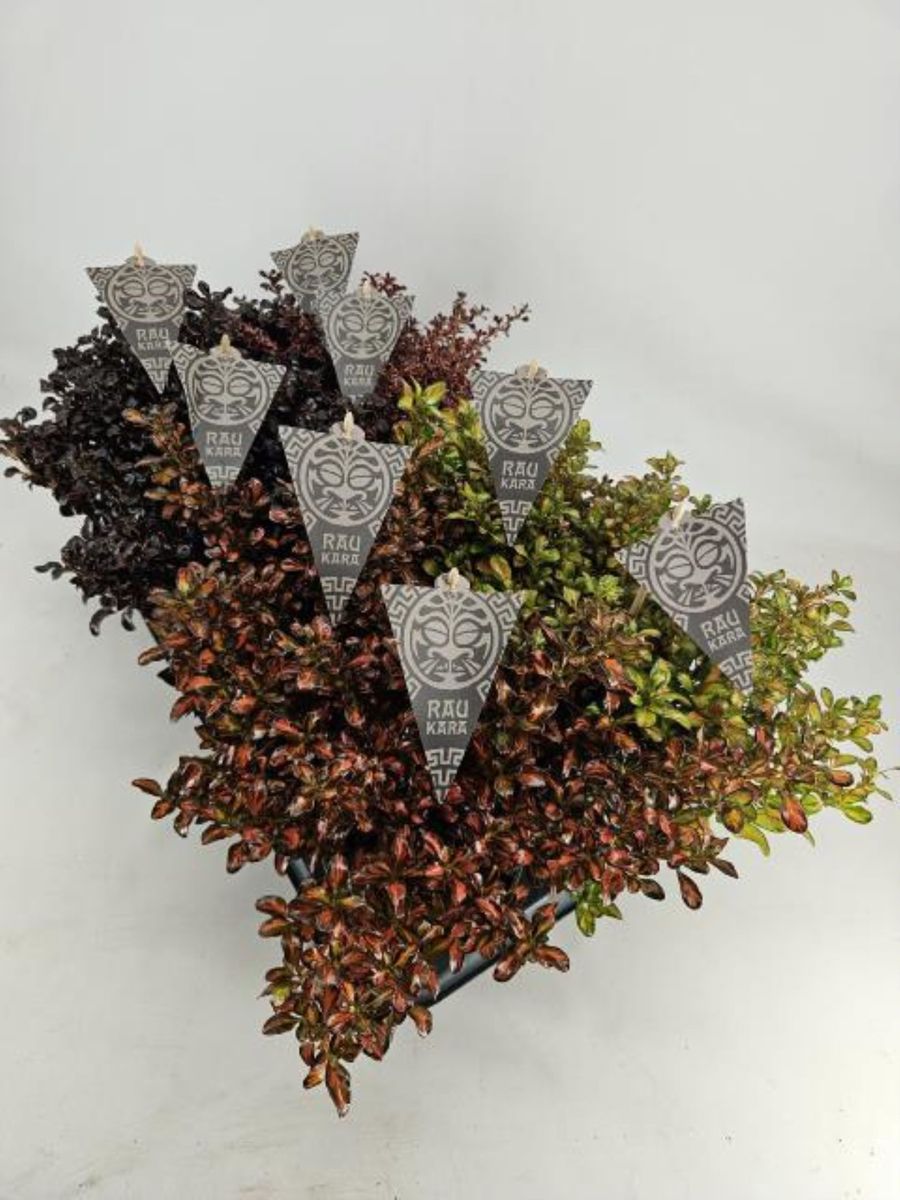 Coprosma RAU KARA MIX — Plant Wholesale FlorAccess