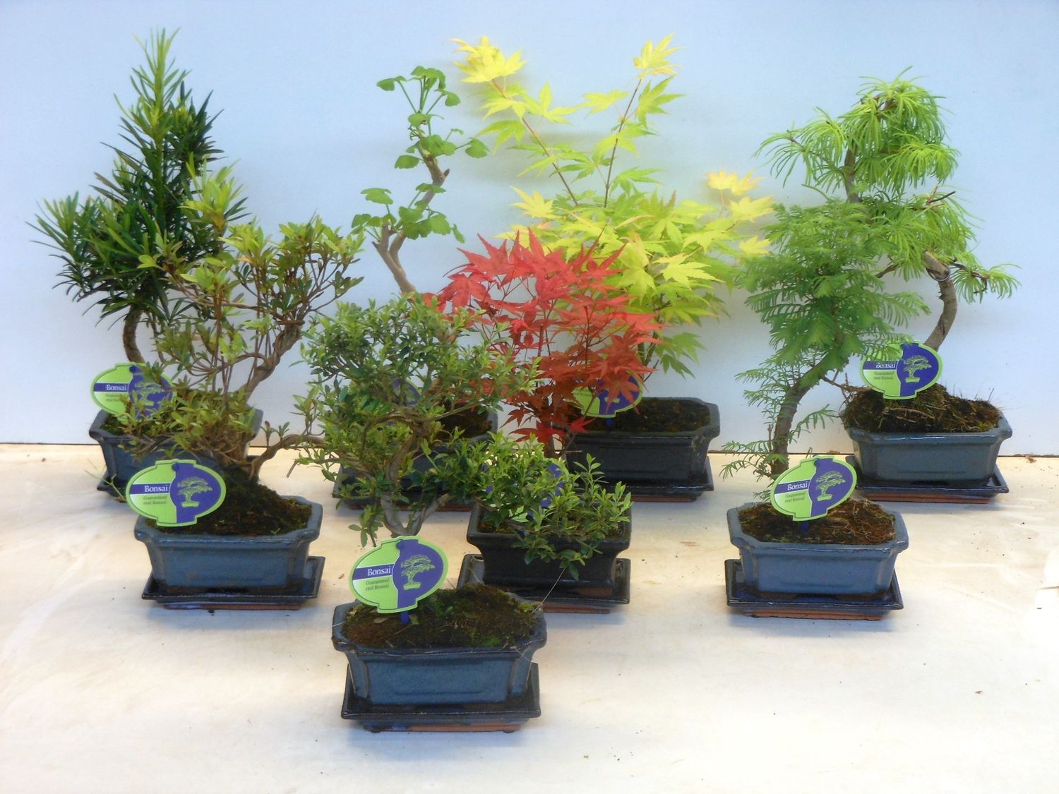 Bonsai MIX — Plant Wholesale FlorAccess