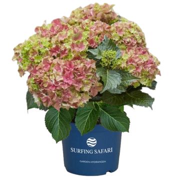 Hydrangea macrophylla SURFING SAFARI SUNSET — Plant Wholesale FlorAccess