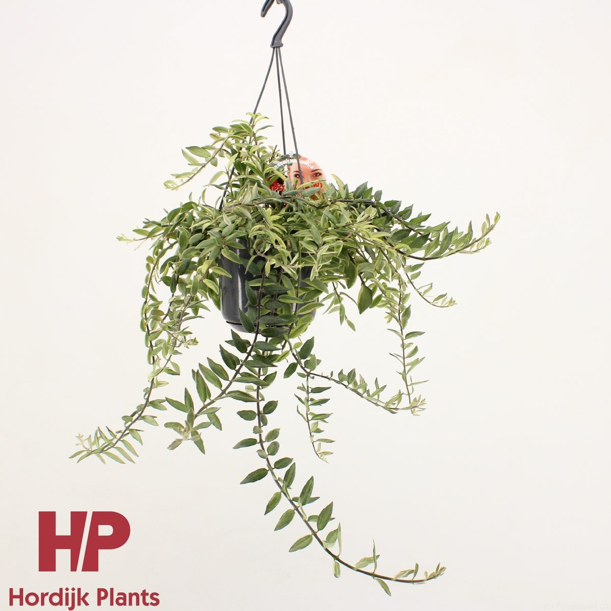 Aeschynanthus 'Bolero Bicolore' — Plant Wholesale FlorAccess