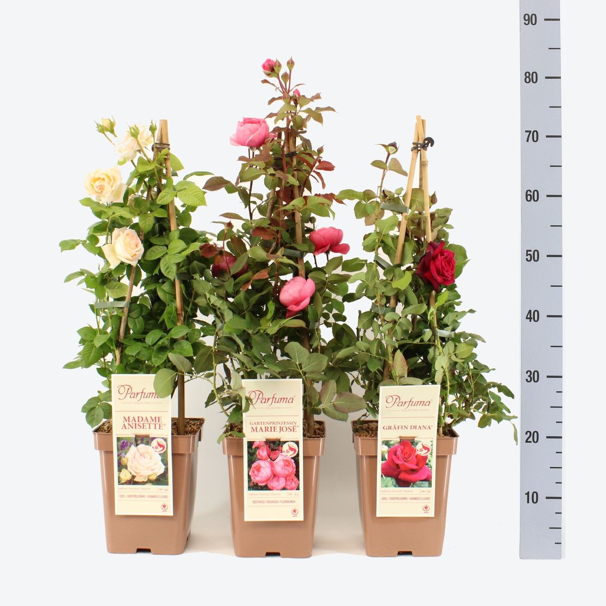 Rosa FRAGRANT ROSES MIX — Plant Wholesale FlorAccess