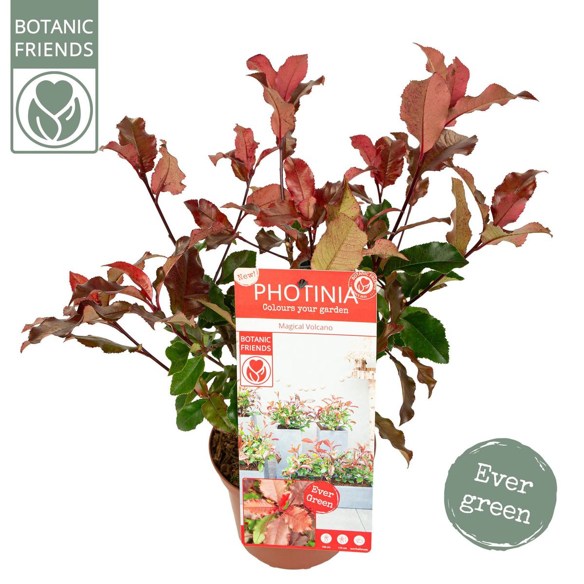 Photinia x fraseri MAGICAL VOLCANO — Plant Wholesale FlorAccess