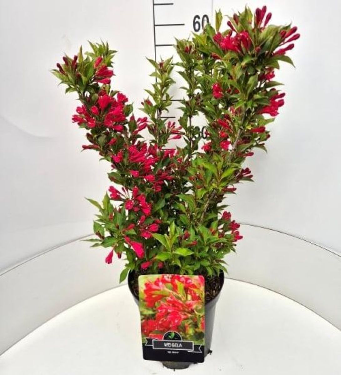 Weigela 'Red Prince' — Plant Wholesale FlorAccess