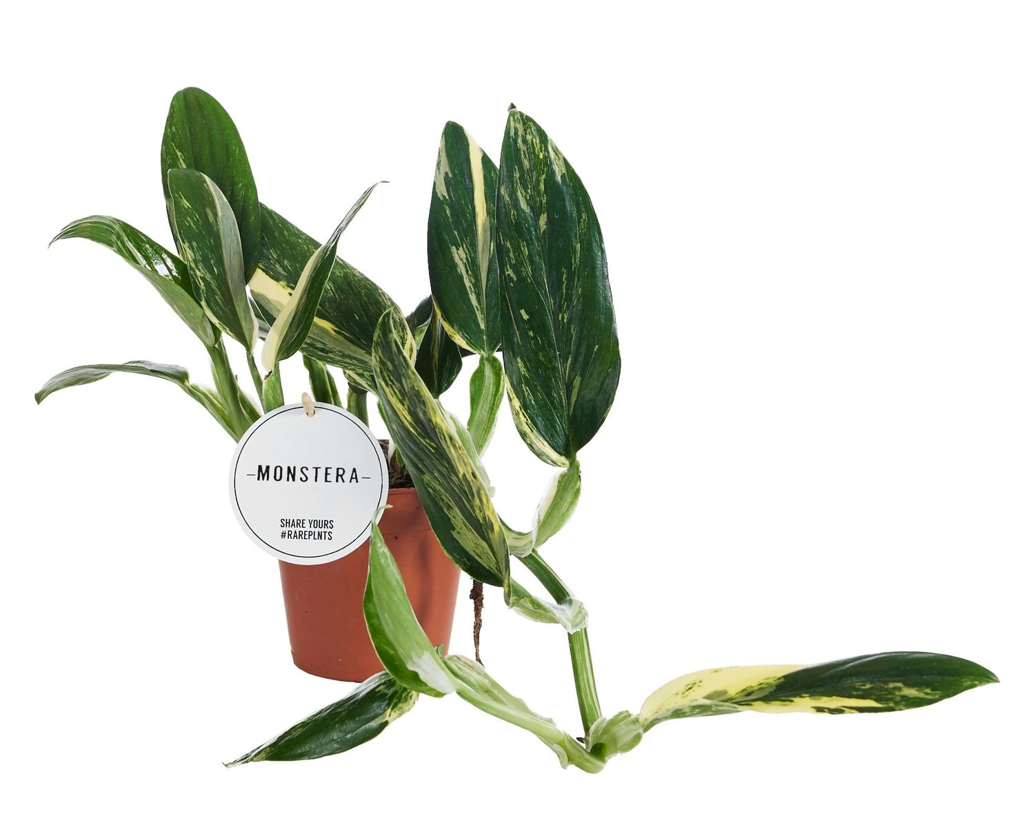 Monstera standleyana — Plant Wholesale FlorAccess