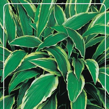 Hosta 'Stiletto' — Plant Wholesale FlorAccess