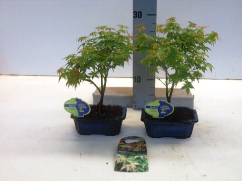 Acer palmatum 'Little Princess' — Plant Wholesale FlorAccess