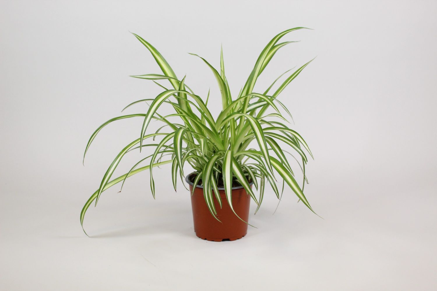 Chlorophytum comosum — Plant Wholesale FlorAccess