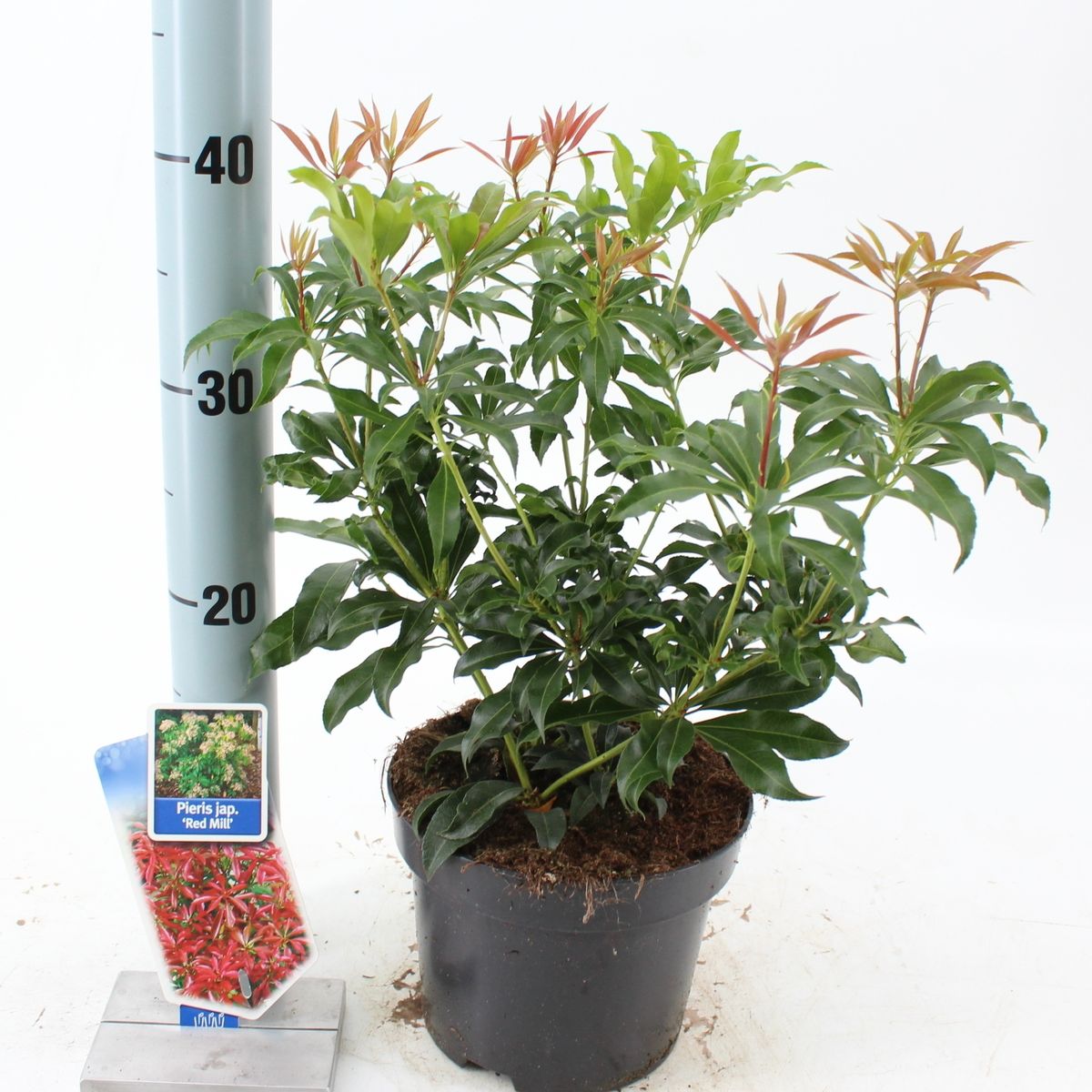 Pieris japonica 'Red Mill' — Toptan Bitki Satışı FlorAccess