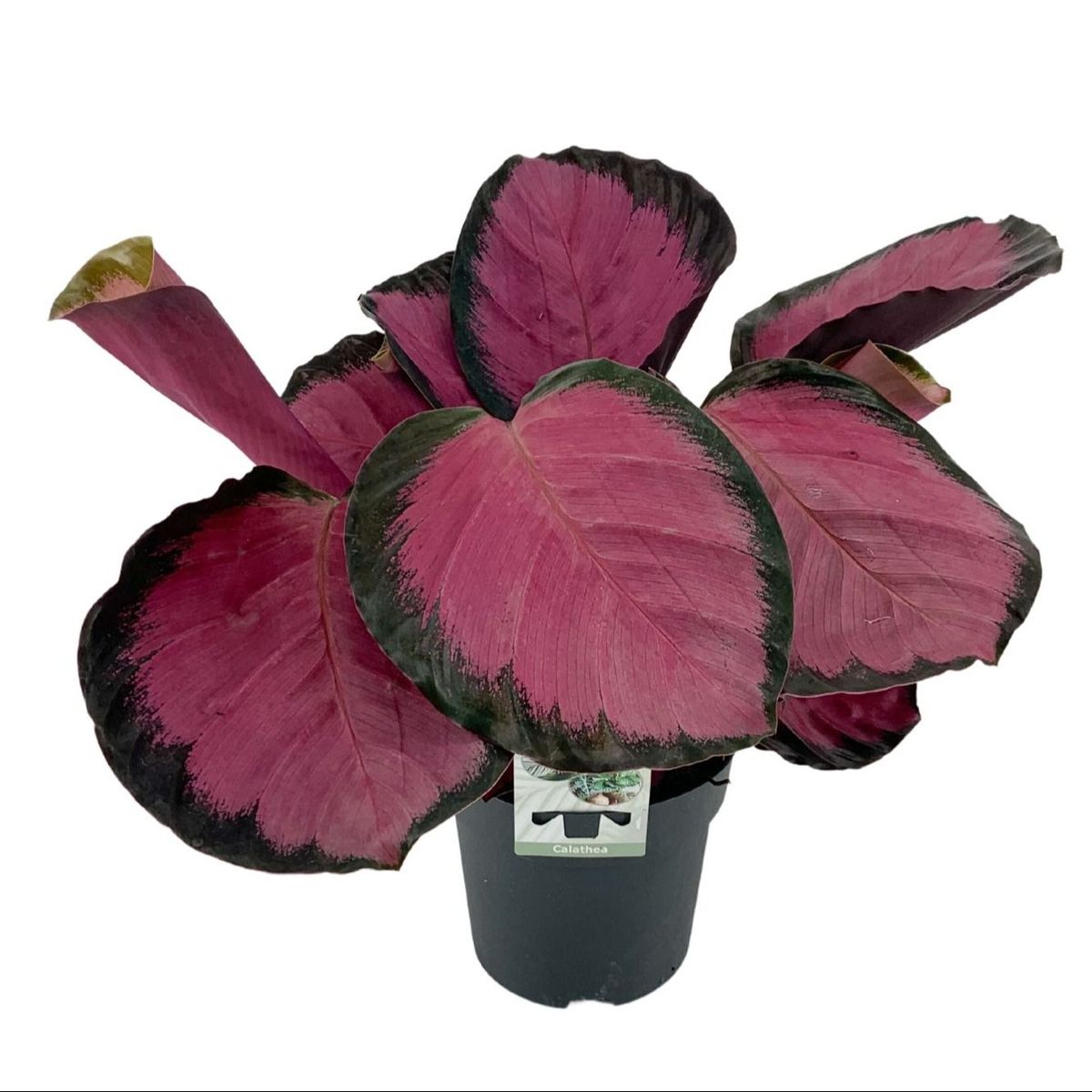 Calathea roseopicta 'Misty Red' — Plant Wholesale FlorAccess