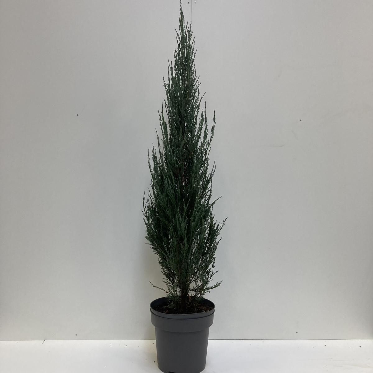 Juniperus scopulorum 'Blue Arrow' — Plant Wholesale FlorAccess