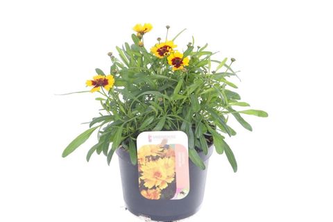 Coreopsis verticillata 'Corleone Red & Gold' — Plant Wholesale FlorAccess