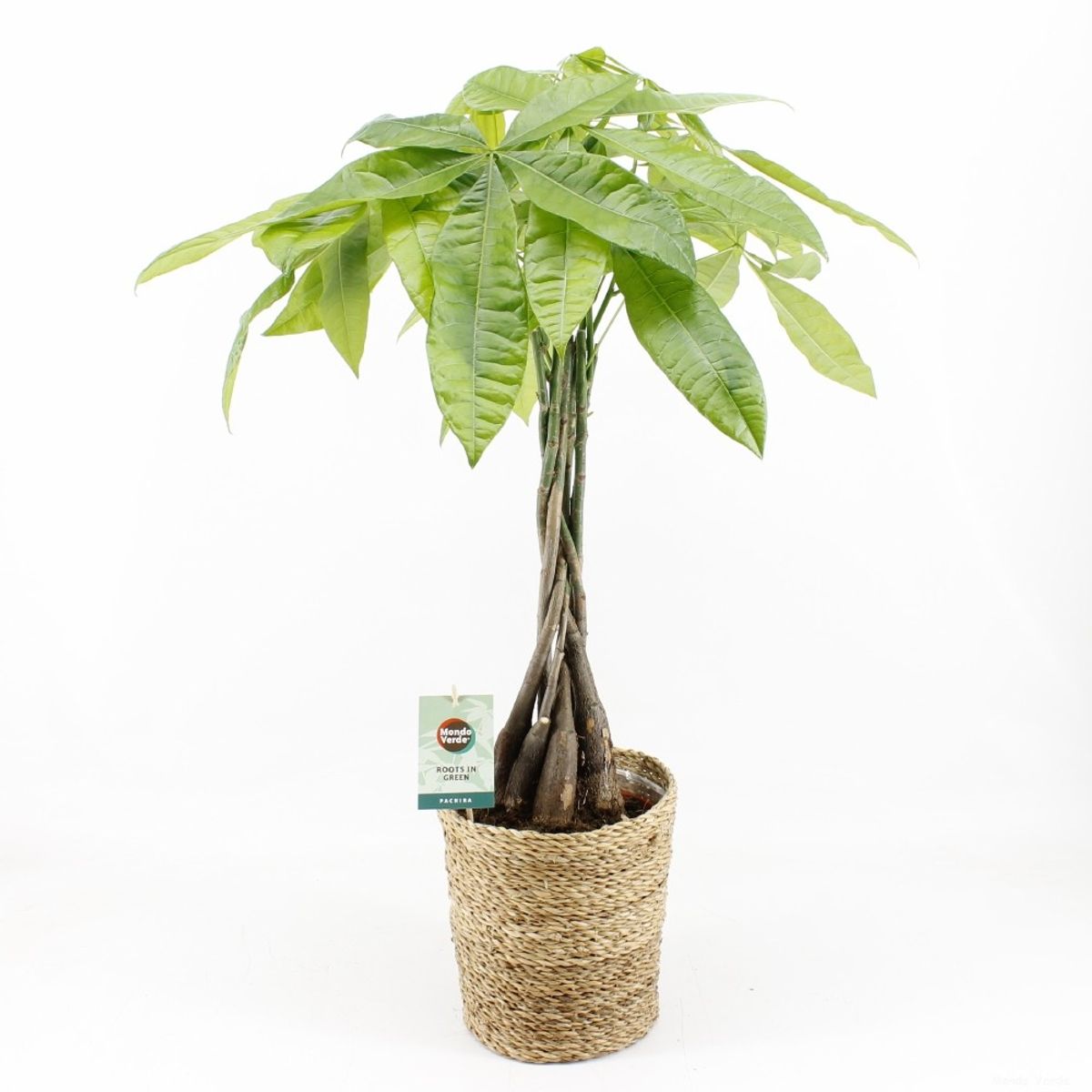 Pachira aquatica — Plant Wholesale FlorAccess