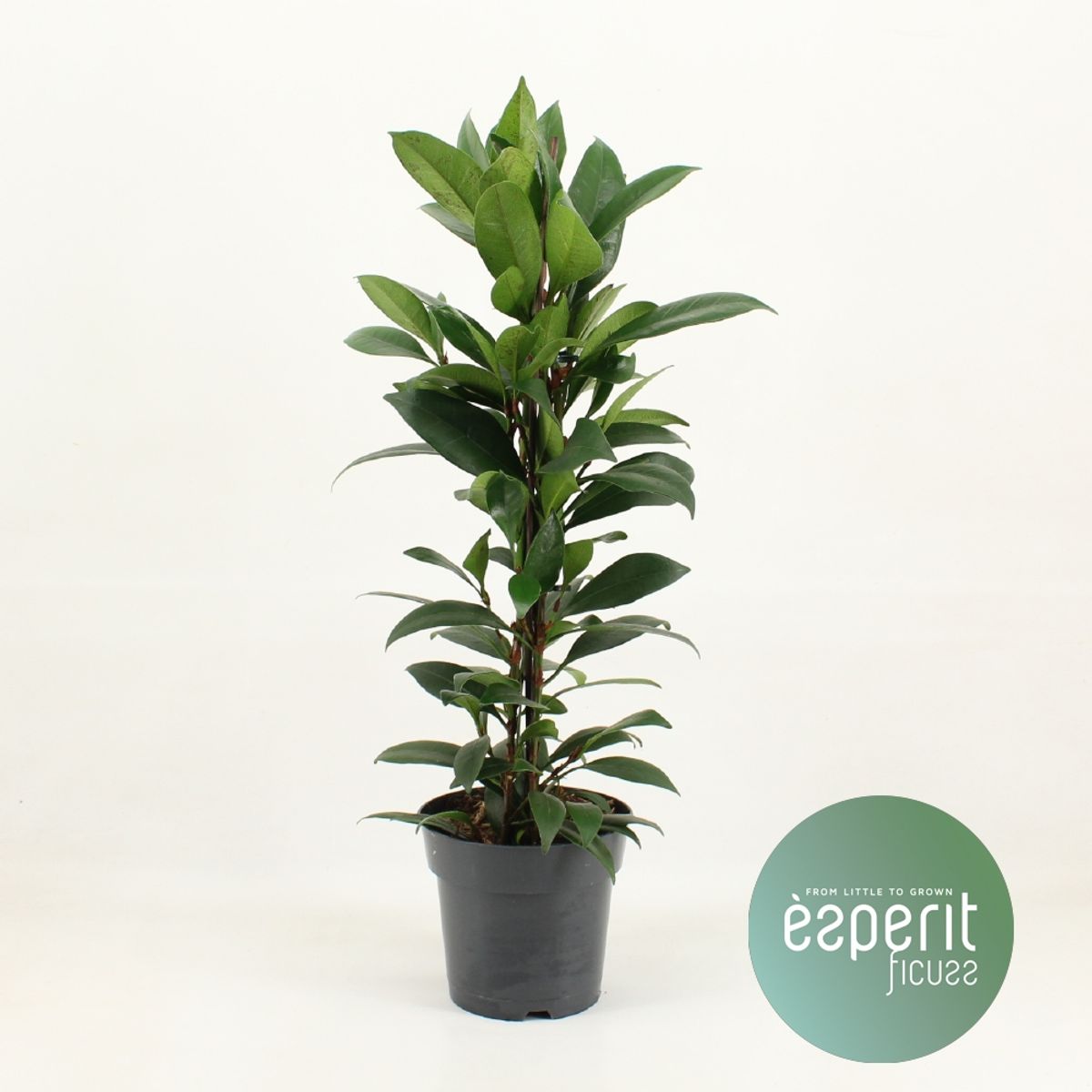 Ficus cyathistipula COMPACTA — Plant Wholesale FlorAccess